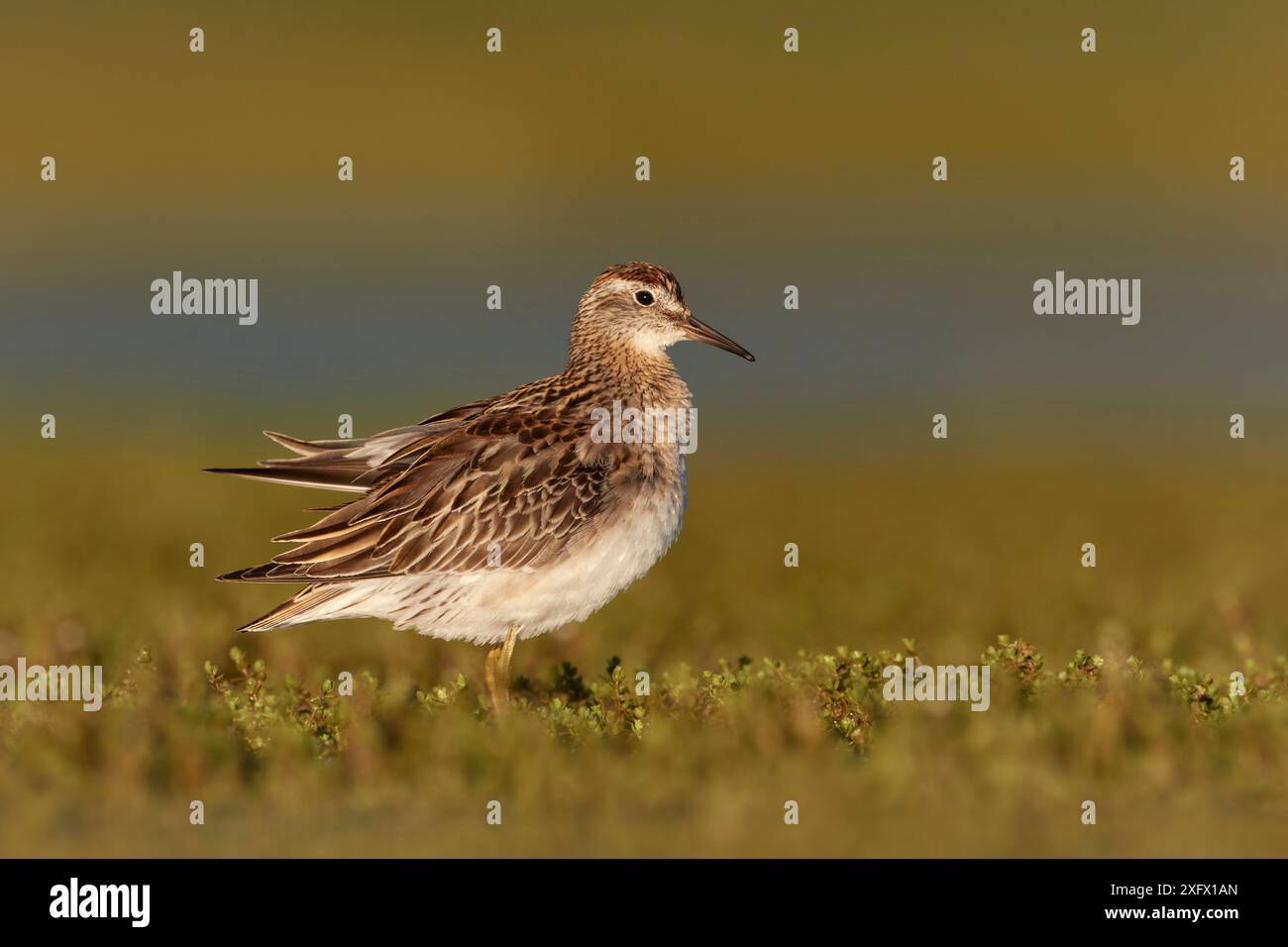 Sharp-tailed sandpiper (Calidris acuminata) in winter plumage standing ...