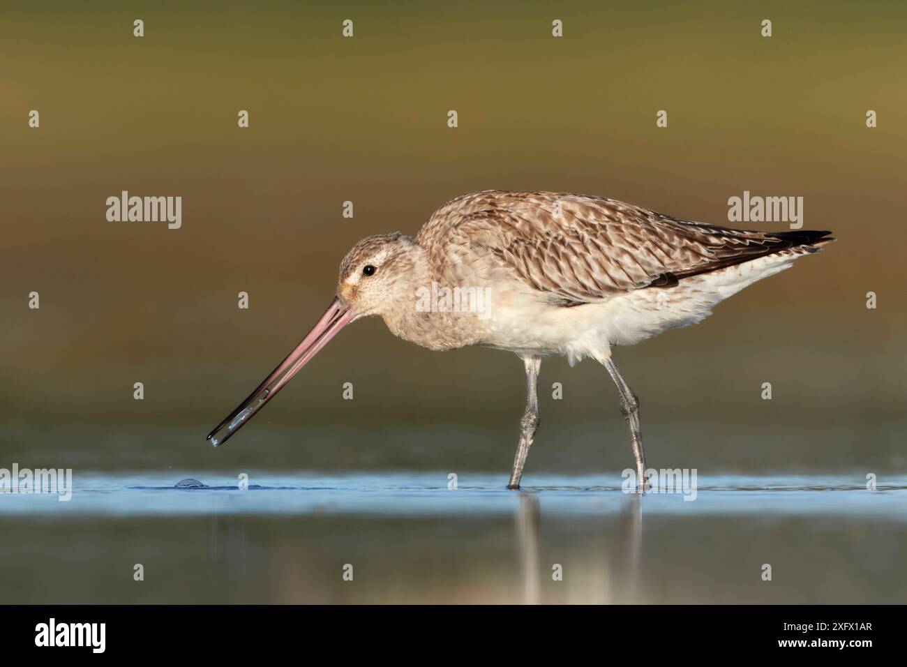 Bar-tailed godwit (Limosa lapponica) feeding on a midge larvae / blood ...