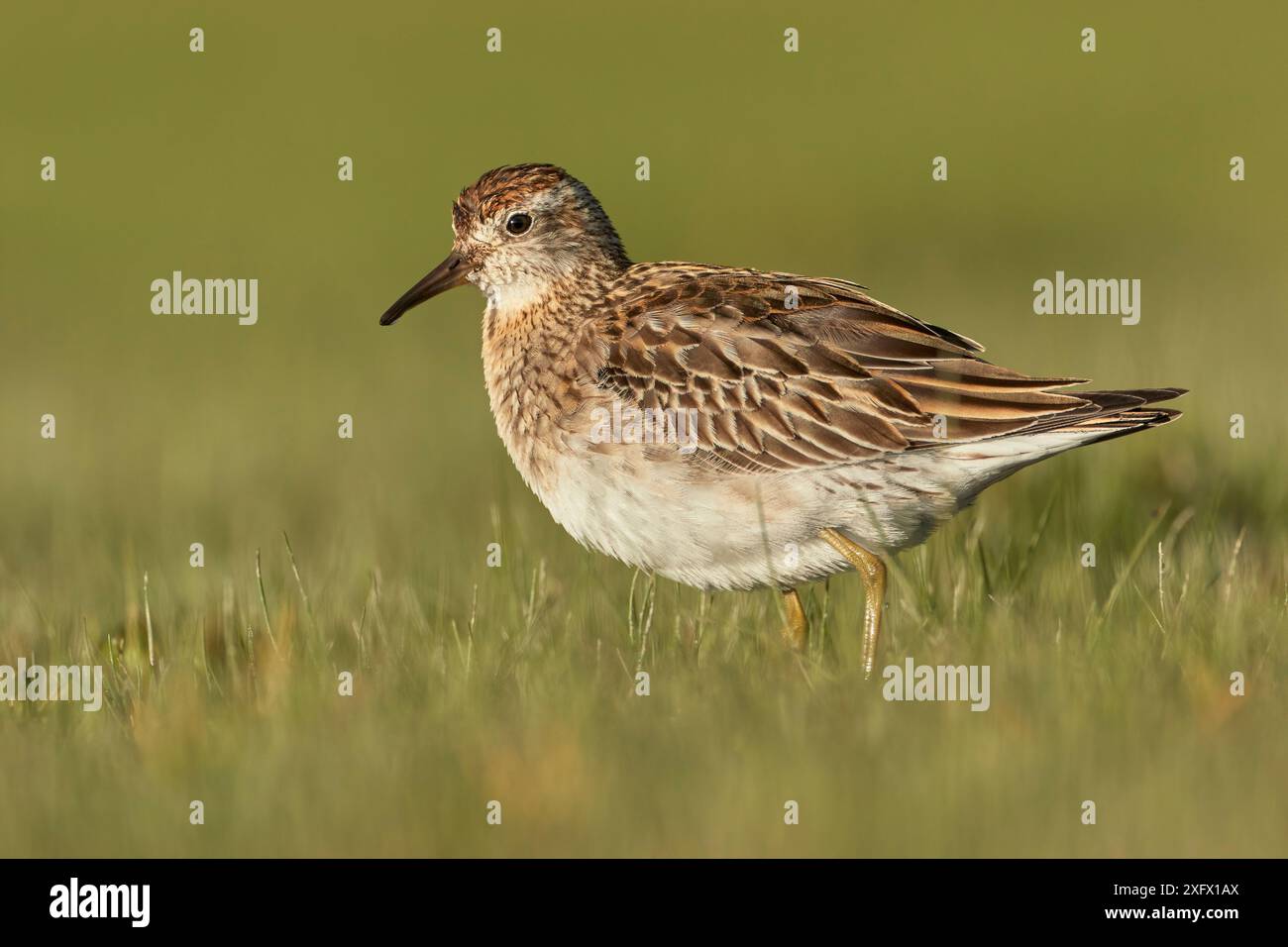 Sharp-tailed sandpiper (Calidris acuminata) in winter plumage, standing ...