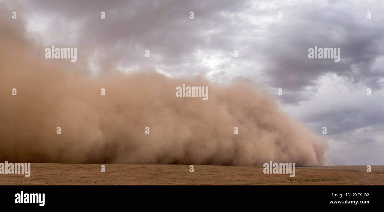 Sandstorm on steppe grassland, the wall of dust is approximately 150 ...