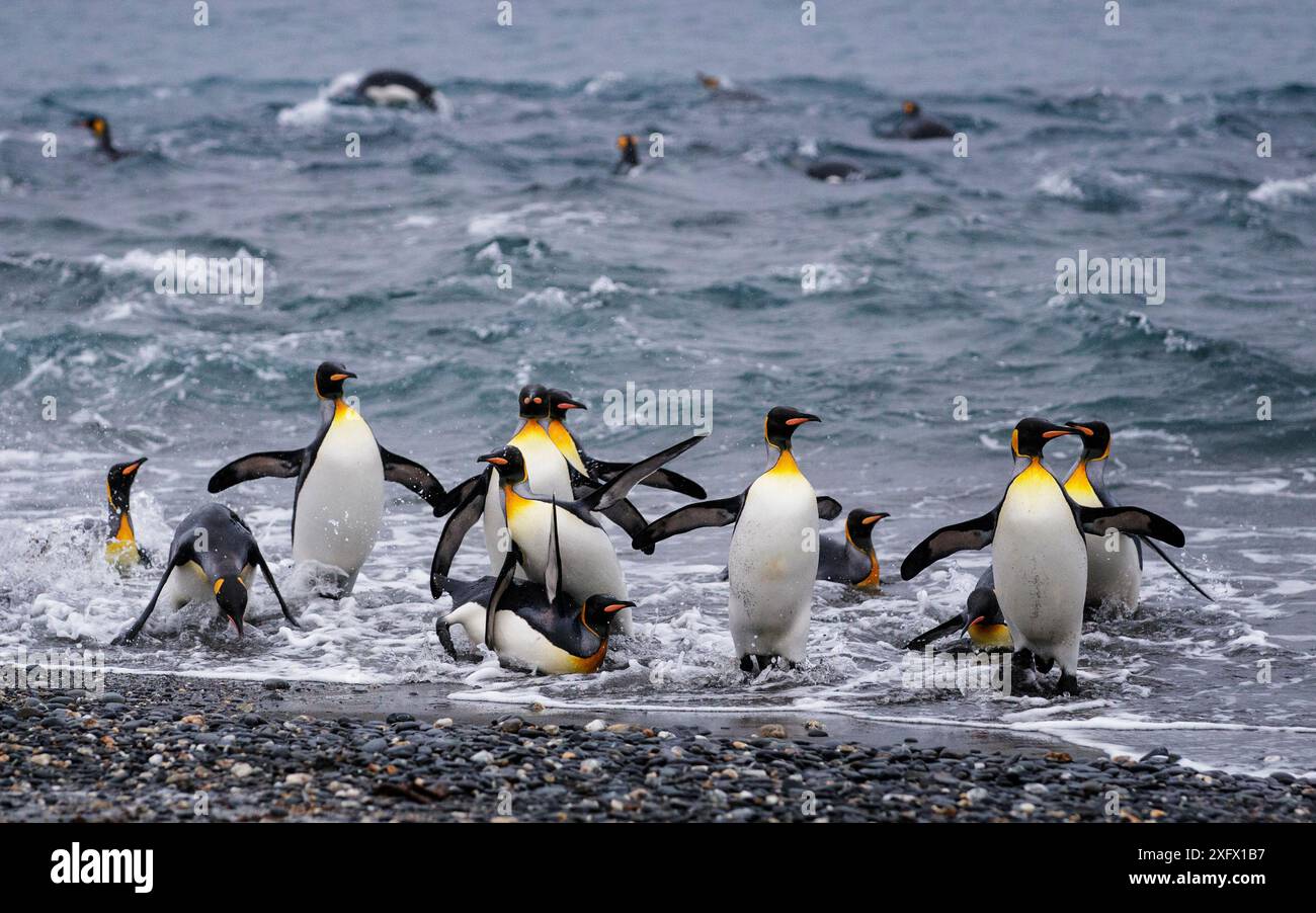 King penguin (Aptenodytes patagonicus) group coming ashore in Right ...