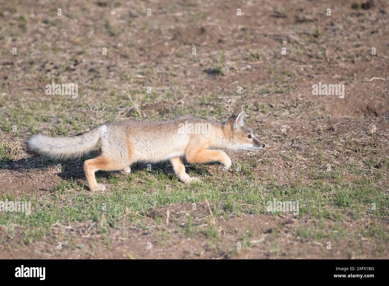 Corsac fox desert hi-res stock photography and images - Alamy