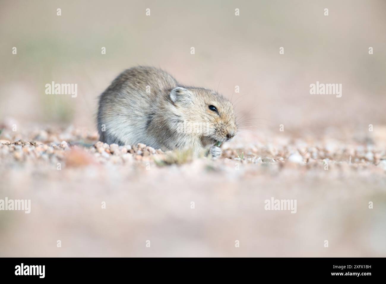 Hangaicus hi-res stock photography and images - Alamy
