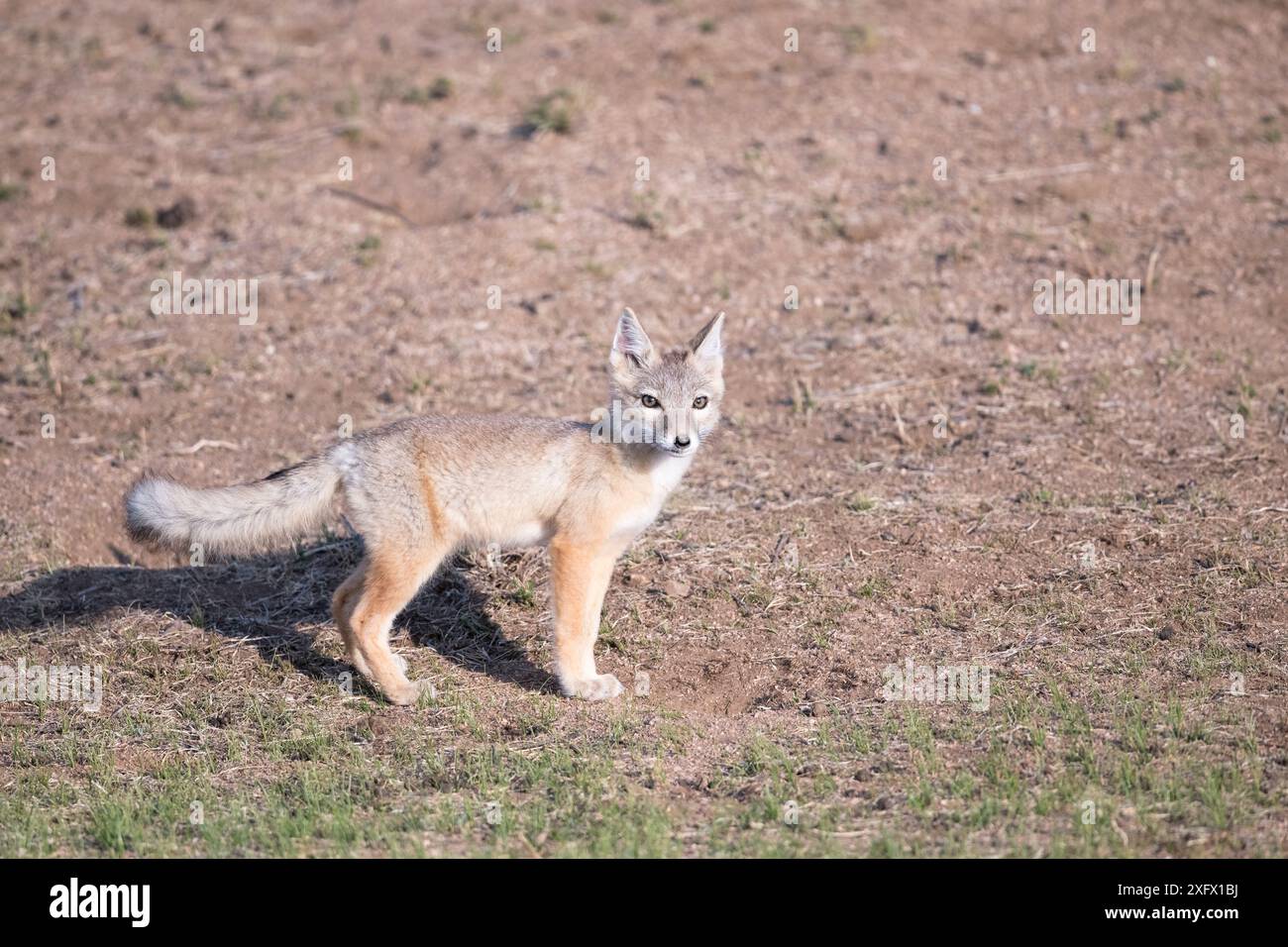 Corsac fox steppe fox vulpes hi-res stock photography and images - Alamy