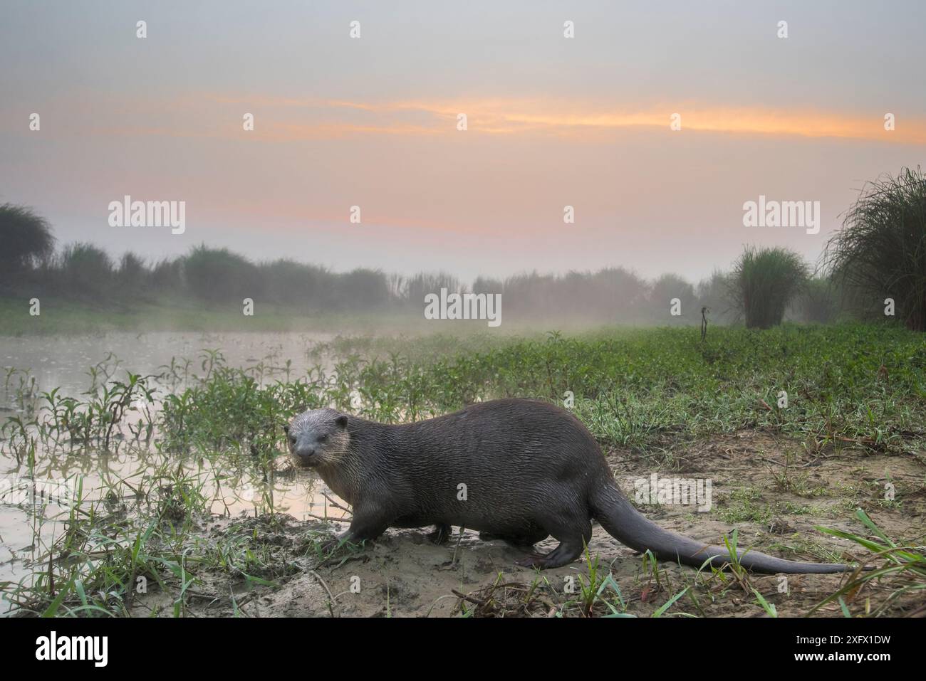 Smooth-coated otter (Lutrogalle perspicillate) about to enter a marsh ...