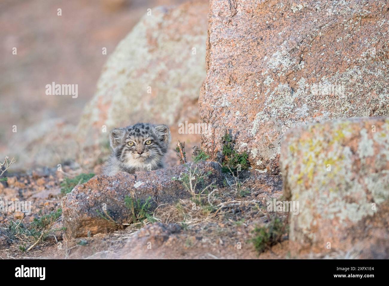 Mongolian Big Cats The Pallas's Cat In The Wild Of Mongolia