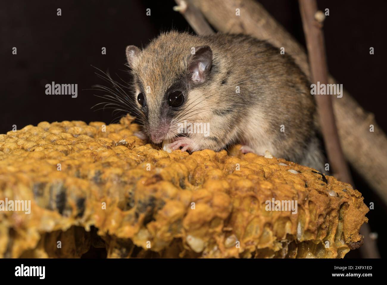 Forest dormouse ( Dryomys nitedula), adult, eating bee larvae, captive ...