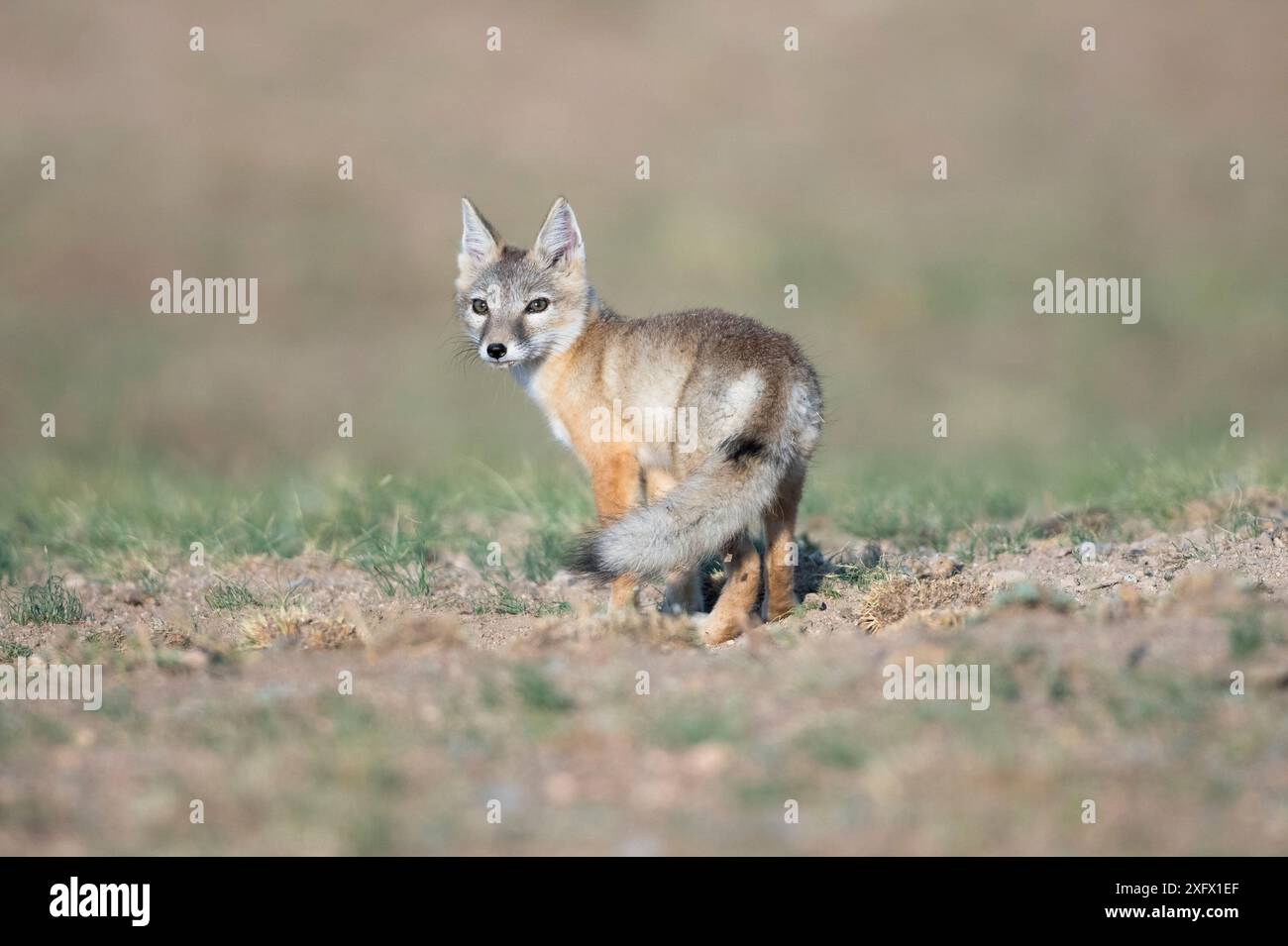 Corsac fox desert hi-res stock photography and images - Alamy