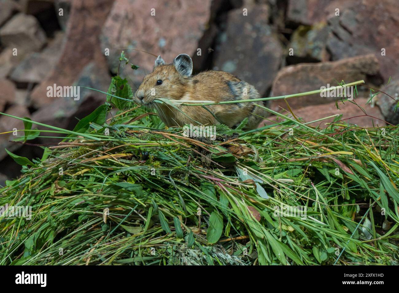 Pika (Ochotona princeps)on hay pile, in Bridger National Forest ...