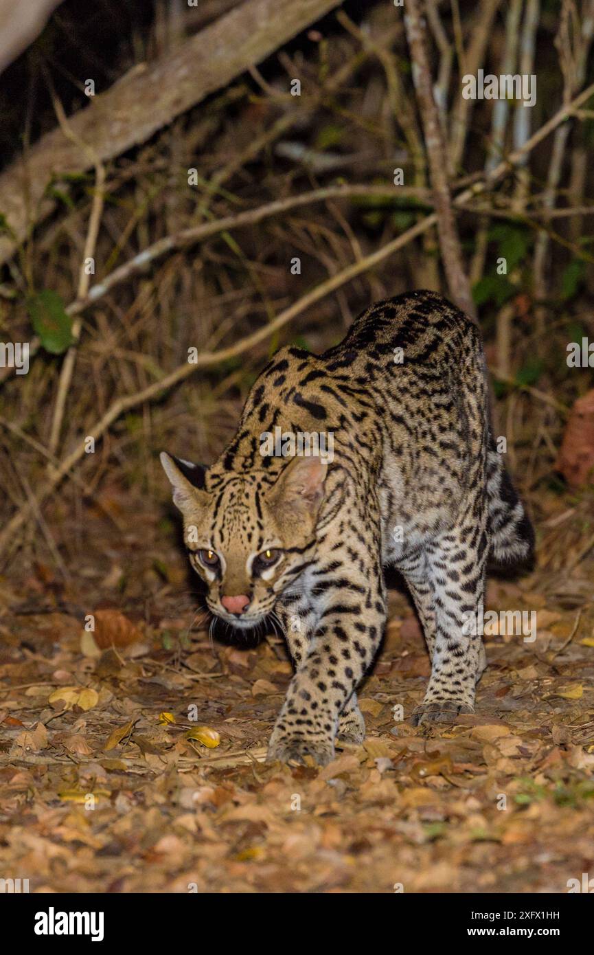 Ocelot (Leopardus pardalis) Pantanal, Brazil Stock Photo - Alamy