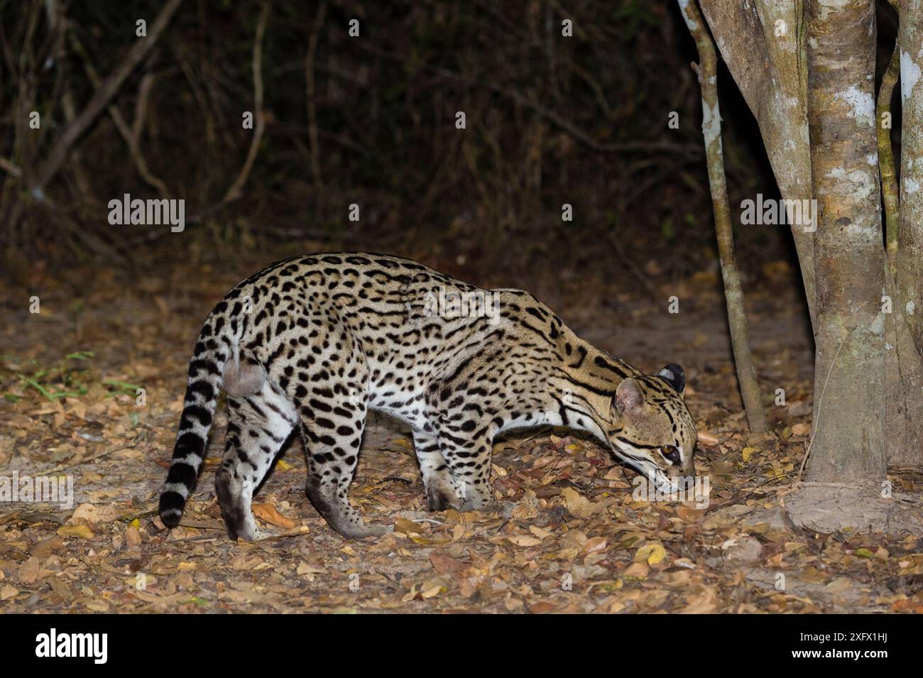 Ocelot (Leopardus pardalis) on forest floor at night, Pantanal, Brazil ...