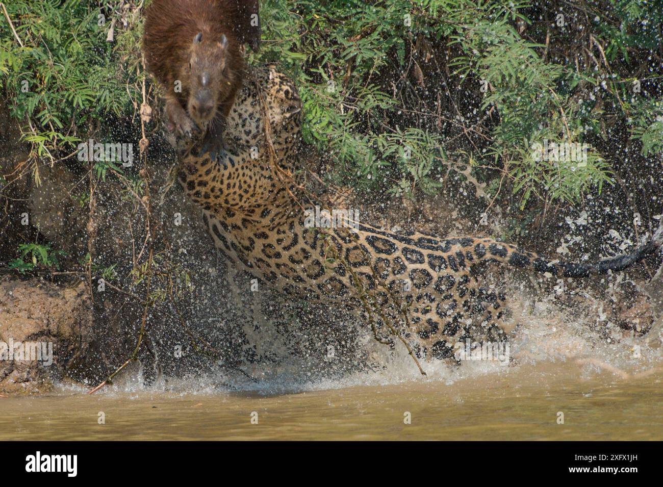 Jaguar (Panthera onca) male, hunting Capybara (Hydrochoerus ...