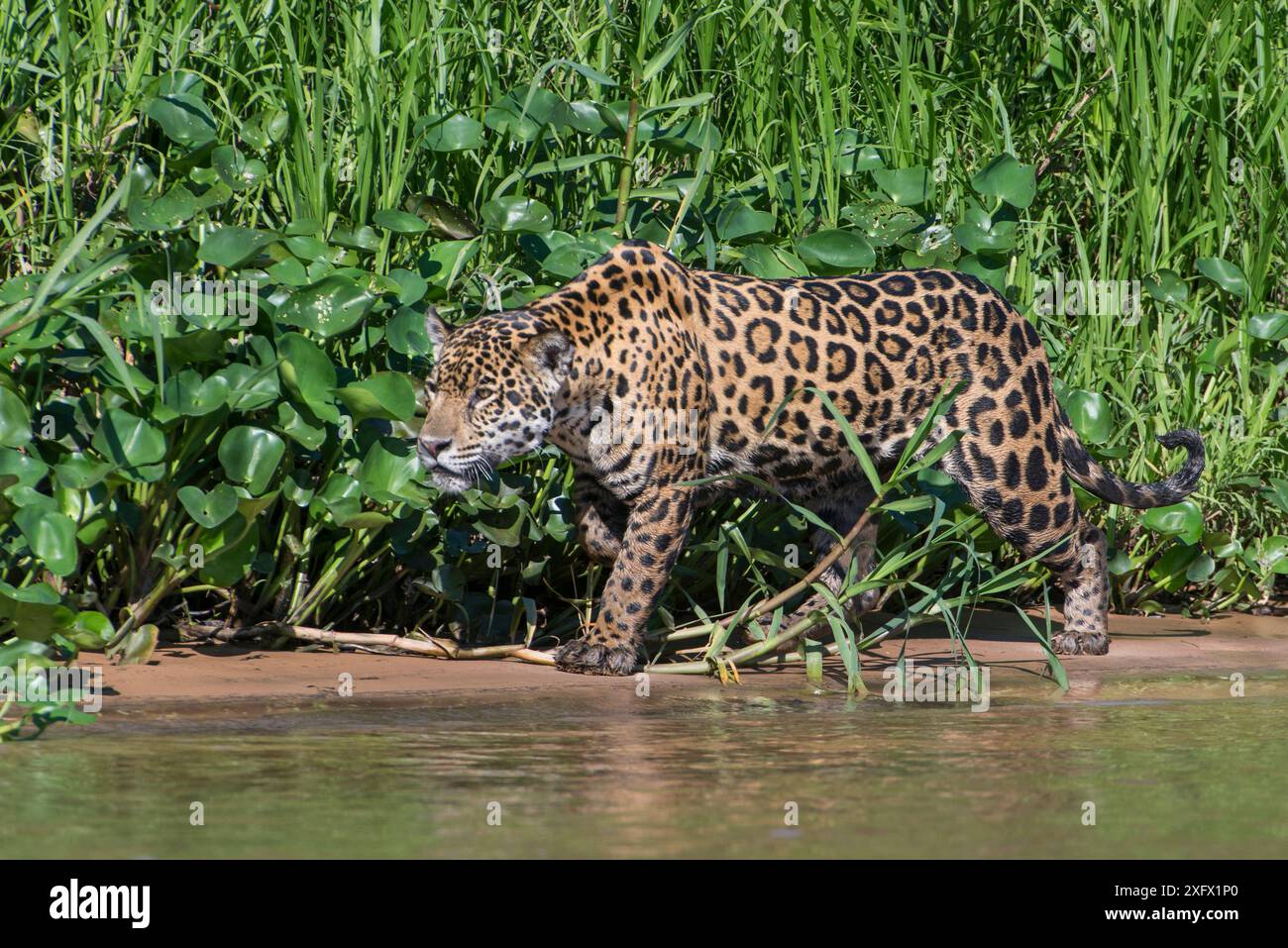 Jaguar (Panthera onca) male hunting. Cuiaba River, Pantanal ...