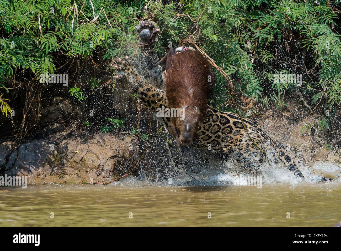 Jaguar (Panthera onca) male, hunting Capybara (Hydrochoerus ...