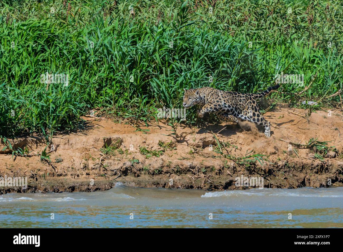 Jaguar (Panthera onca) male stalking a Capybara (Hydrochoerus ...