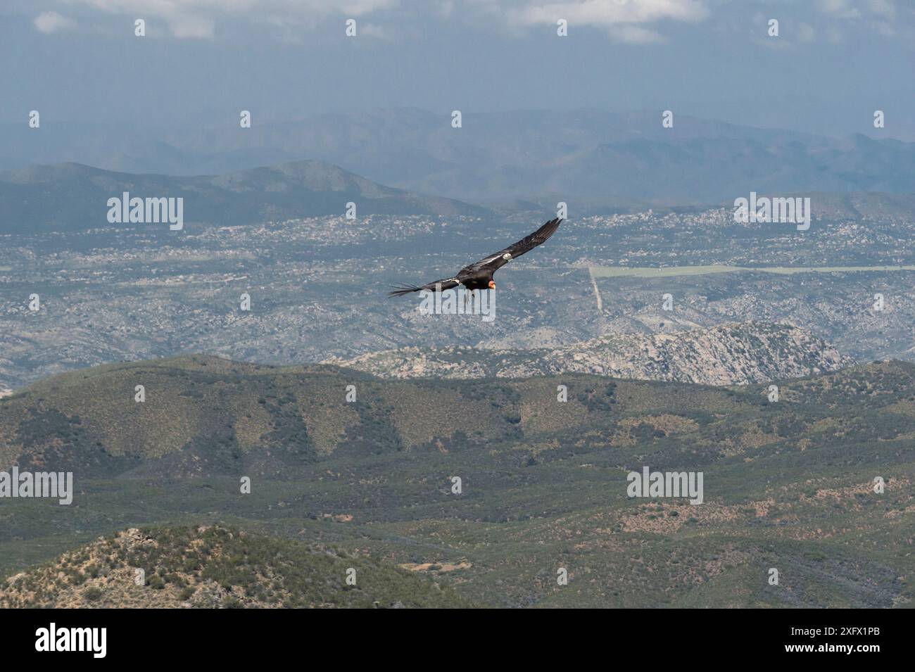 Birds in new mexico hi-res stock photography and images - Alamy