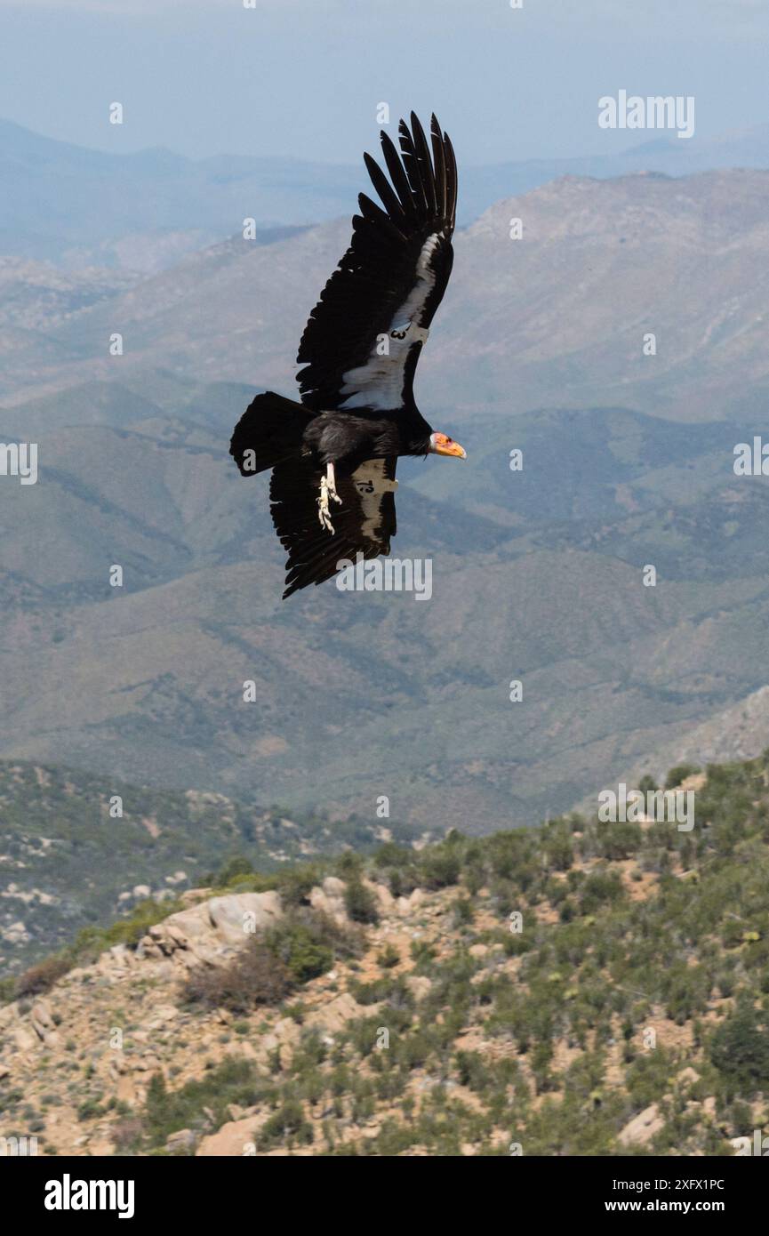Wing tagged hi-res stock photography and images - Alamy