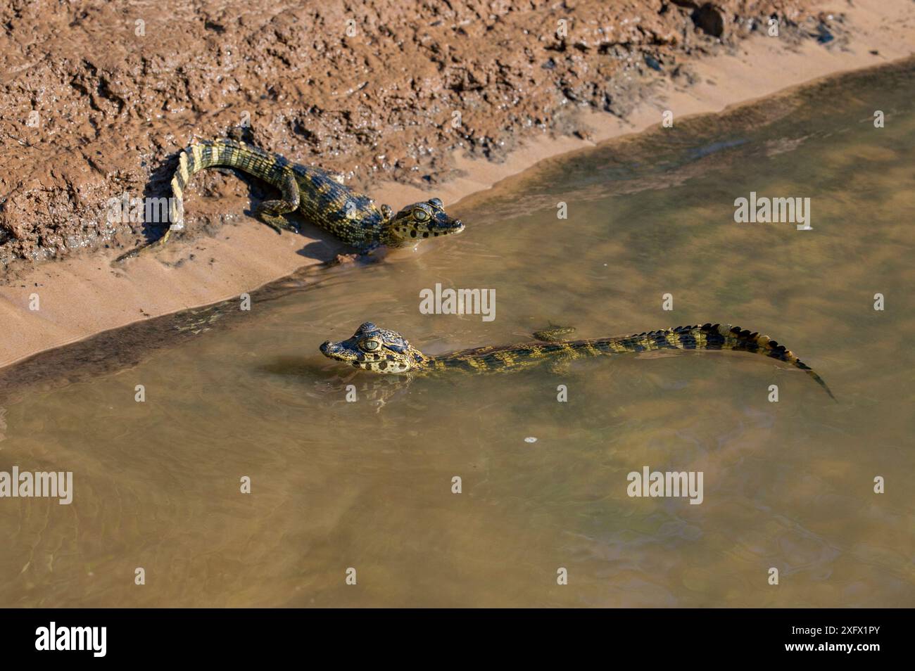 Yacare caiman (Caiman yacare) hatchlings, Cuiaba River, Pantanal ...
