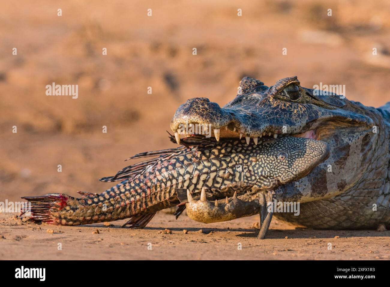 Yacare caiman (Caiman yacare) eating Sailfin catfish (Pterygoplichthys ...