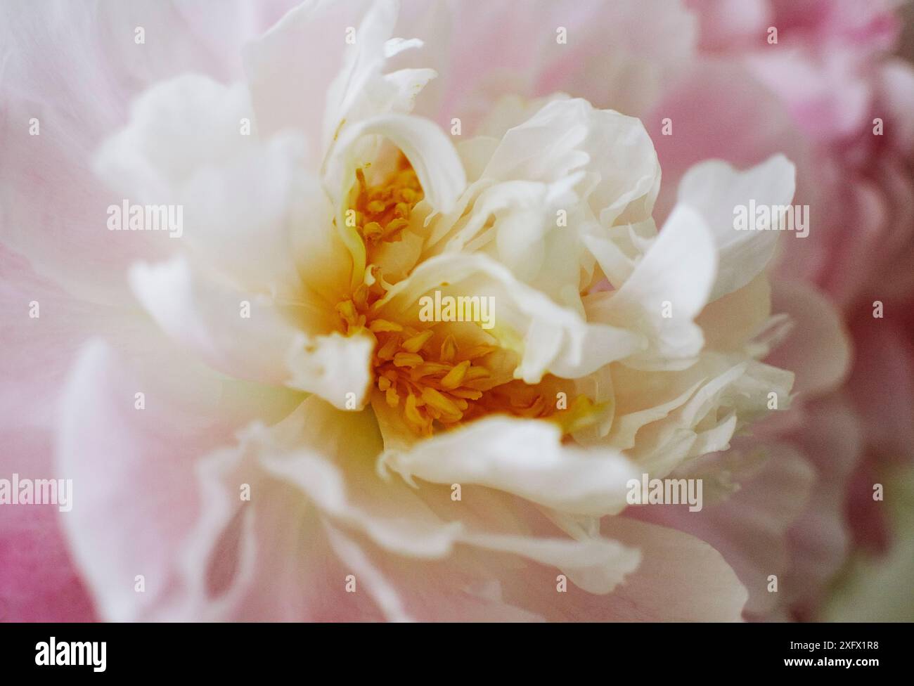 Close up flower paeonia decorative in bloom detail plant hi-res stock ...