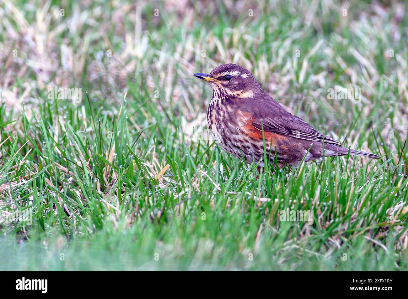 Redwing thrush (Turdus iliacus coburni) from Glaumbær, north Iceland in ...