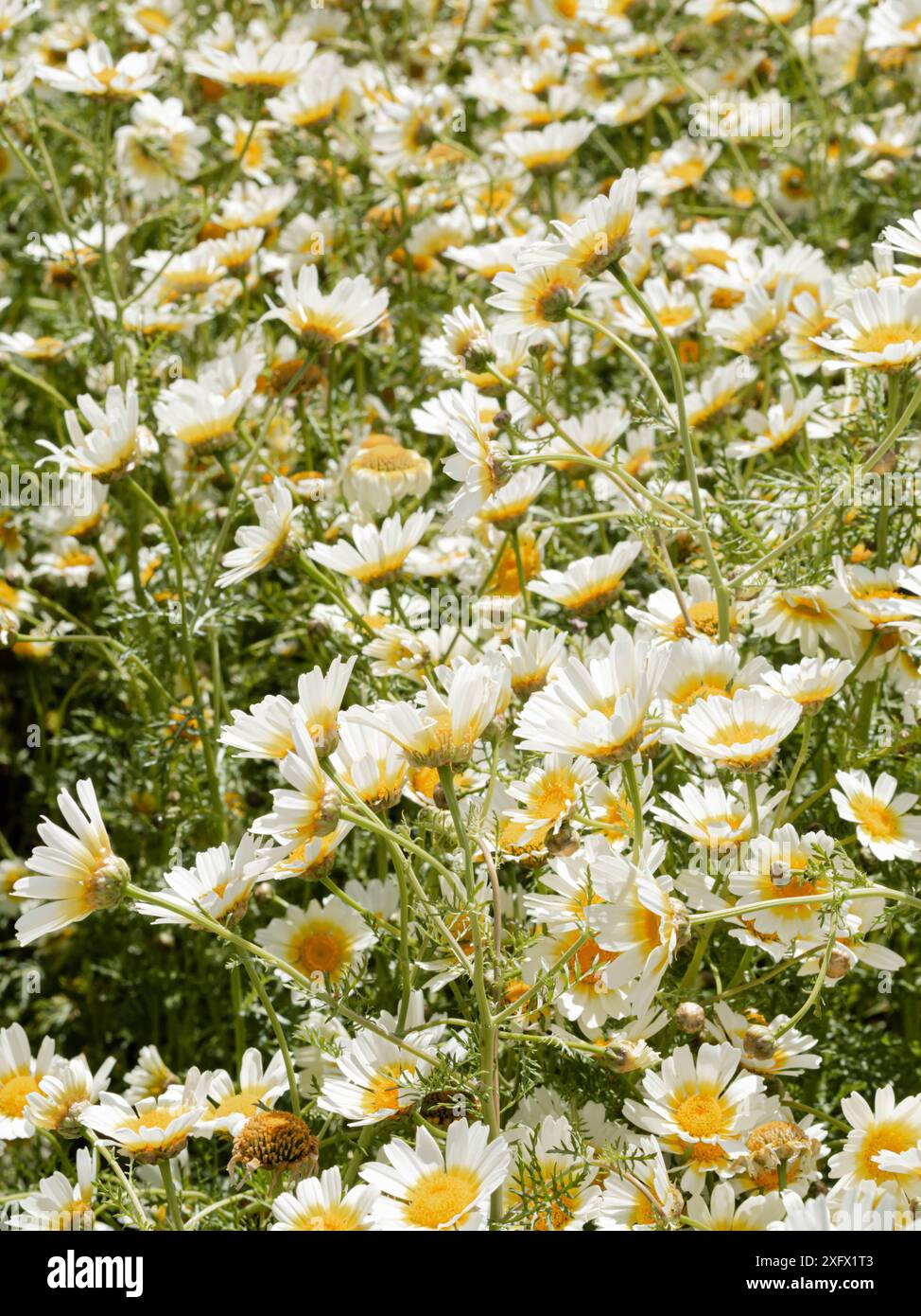 Glade with wild daisy, flowers growing in a meadow, lawn, white daisies ...