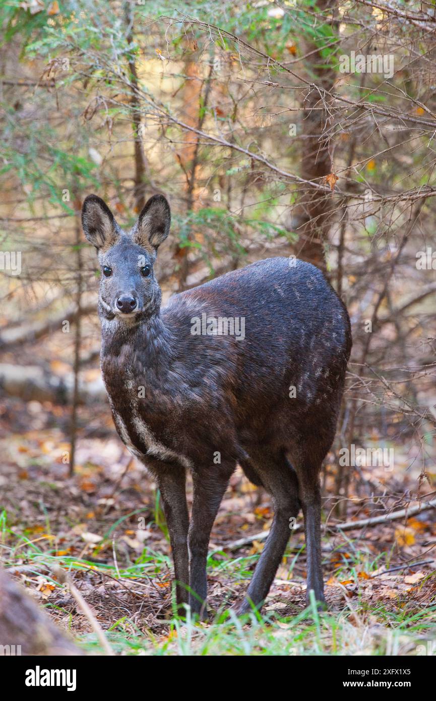 Siberia,n musk deer (Moschus moschiferus) Irkutsk, Siberia, Russia ...