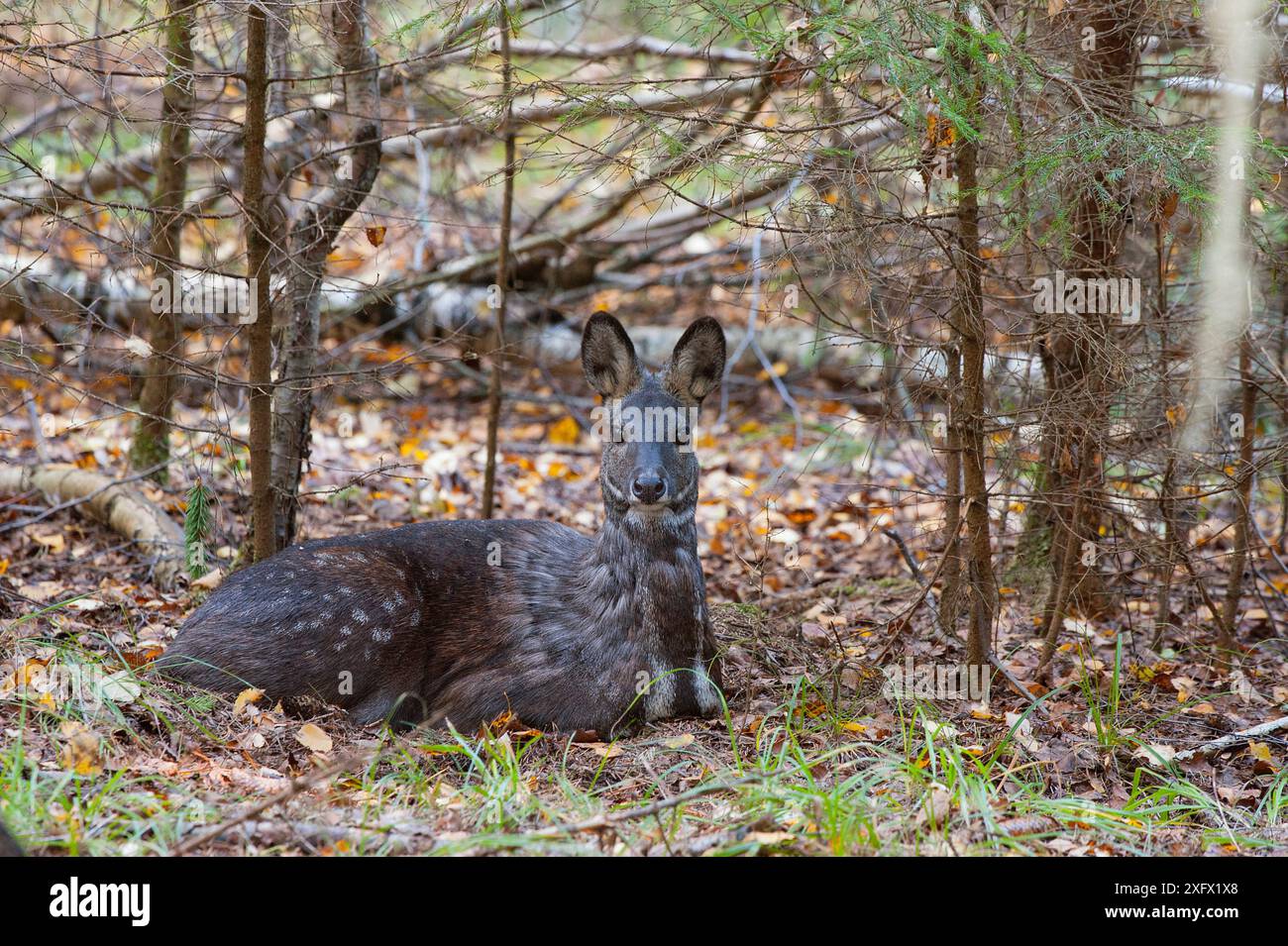 Siberia,n musk deer (Moschus moschiferus) Irkutsk, Siberia, Russia ...