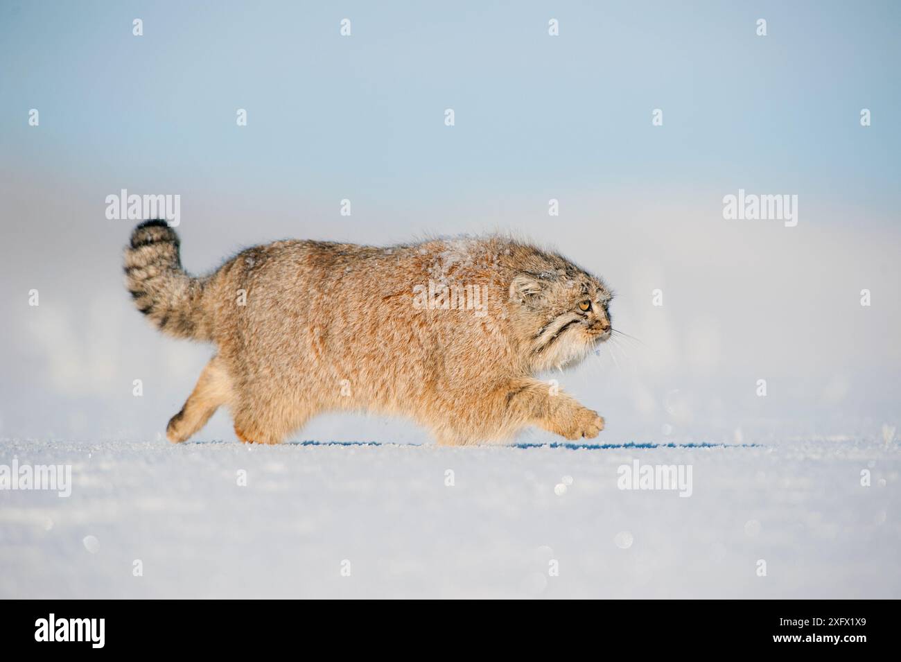 Pallas's cat (Otocolobus manul) walking in snow, Gobi Desert, Mongolia ...