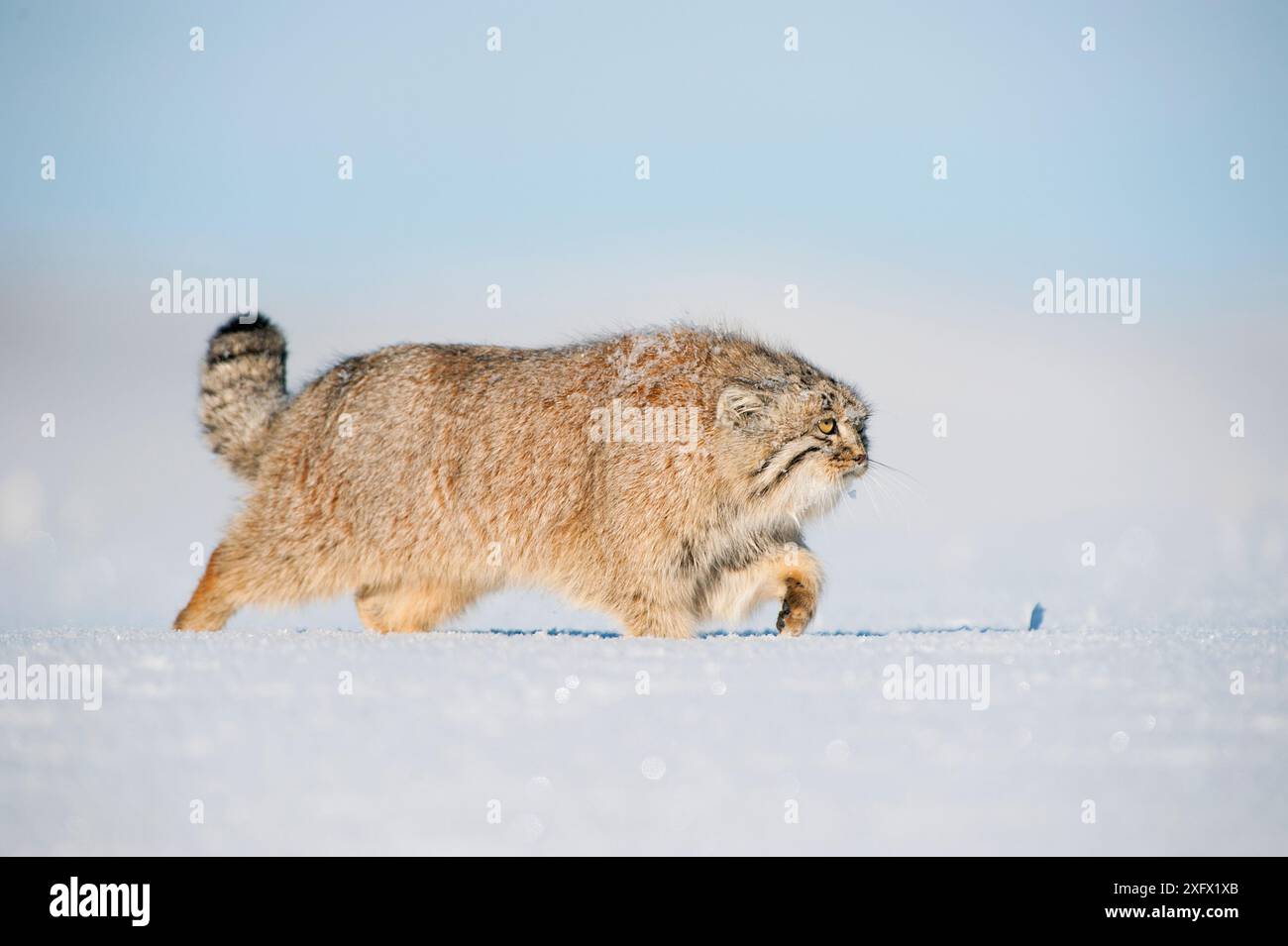 Otocolobus manul snow hi-res stock photography and images - Alamy