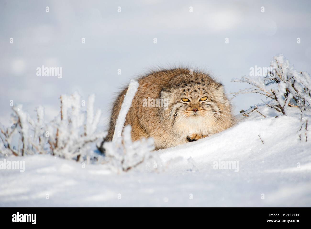 Pallas's cat (Otocolobus manul) in snow, Gobi Desert, Mongolia ...