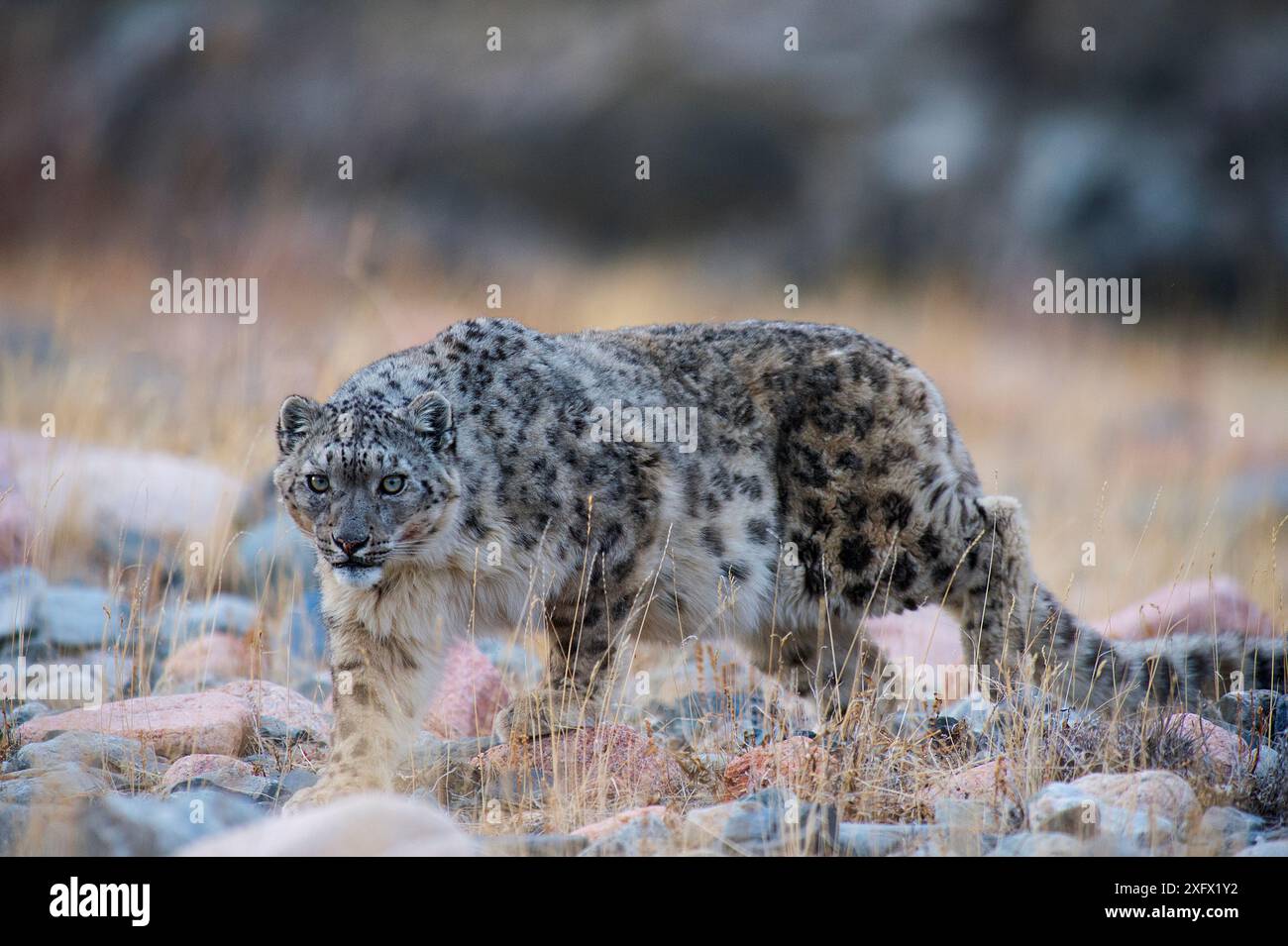 Outer mongolia and mountains hi-res stock photography and images - Alamy