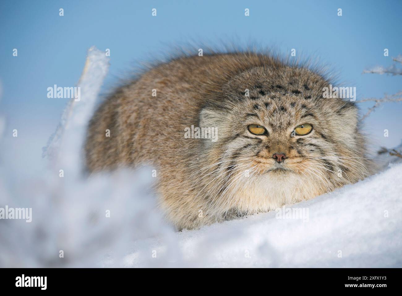 Pallas's cat (Otocolobus manul) in snow, Gobi Desert, Mongolia ...
