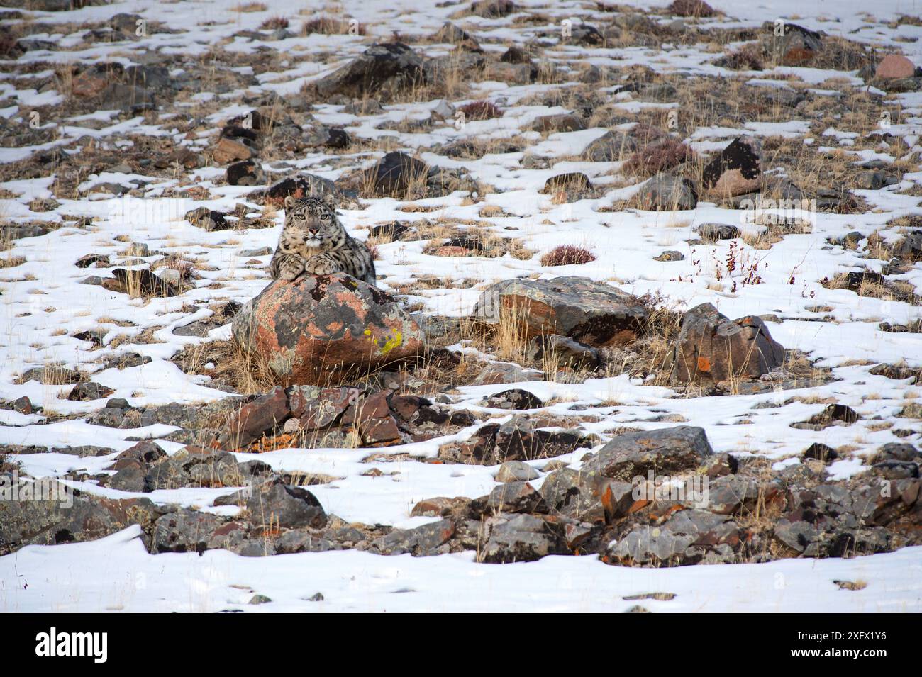 Mongolian snow cat hi-res stock photography and images - Alamy