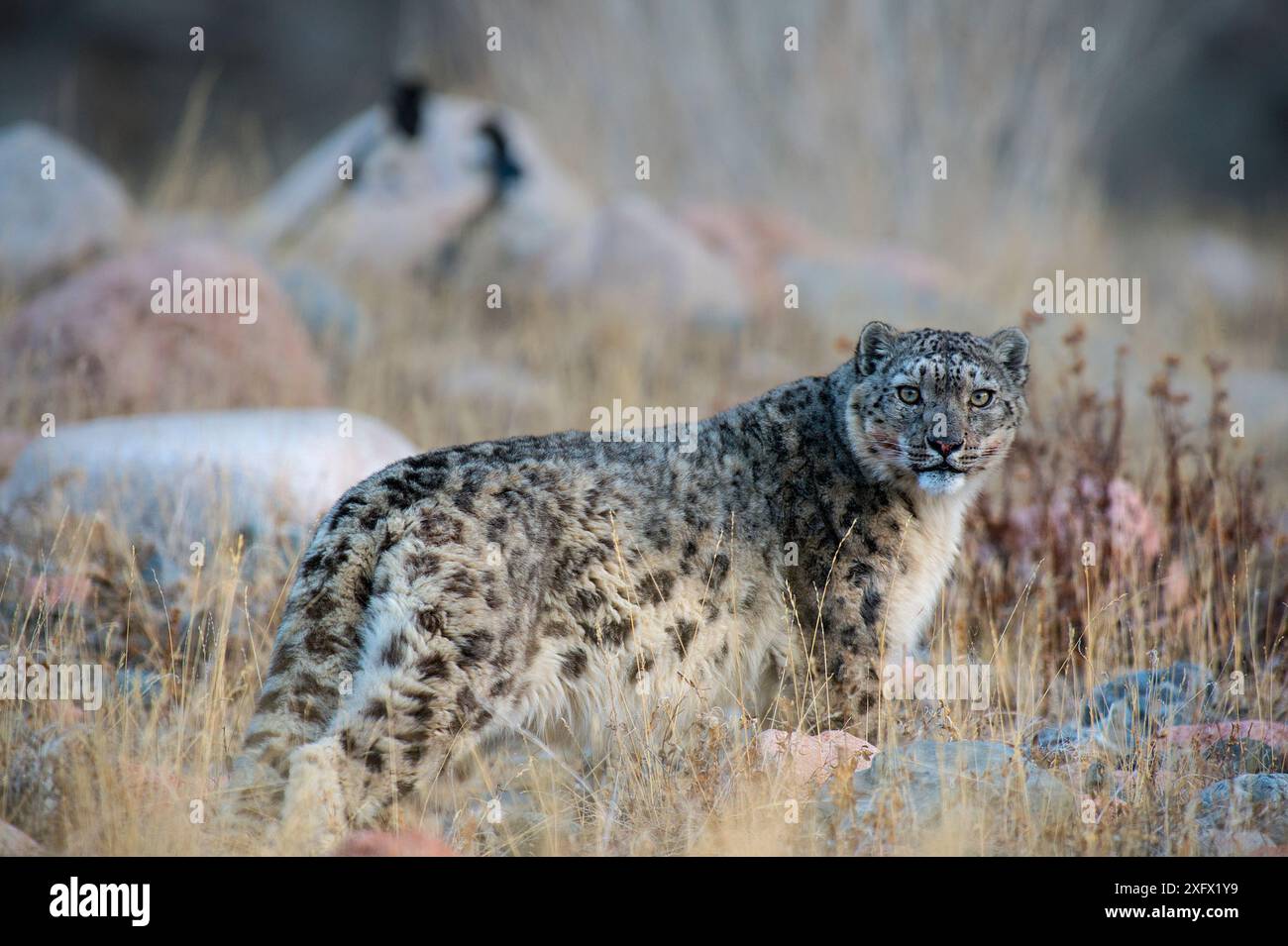 Mongolian snow cat hi-res stock photography and images - Alamy