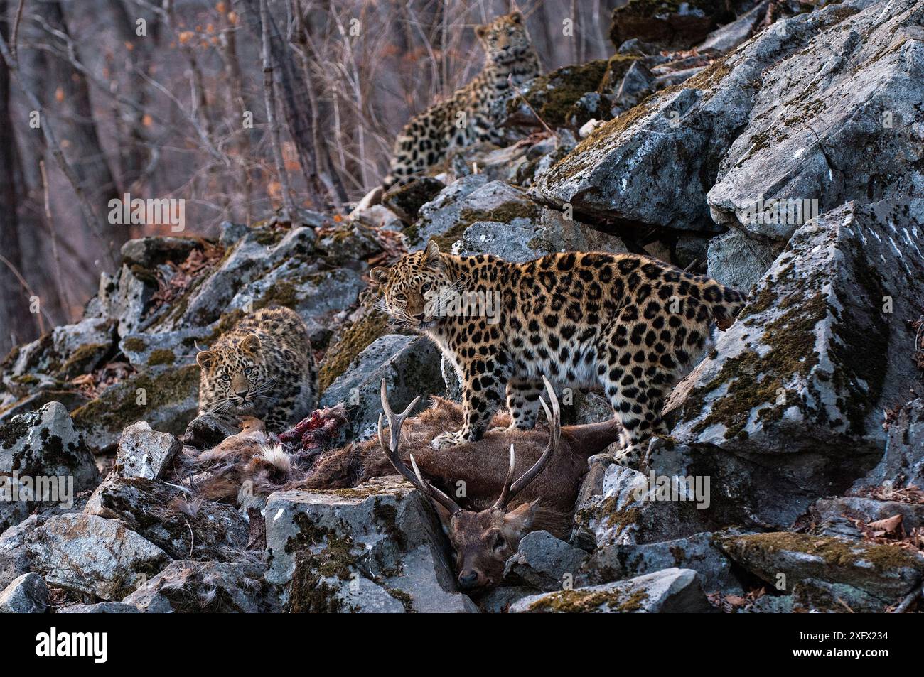 Amur leopard (Panthera pardus orientalis) female with juveniles, Land ...
