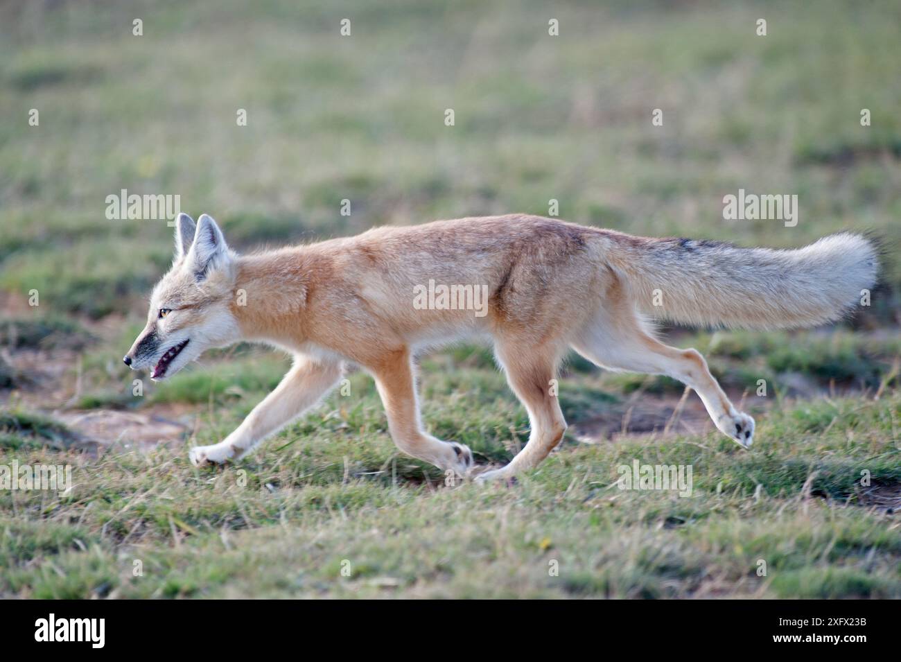 Corsac fox (Vulpes corsac) Mongolia September Stock Photo - Alamy
