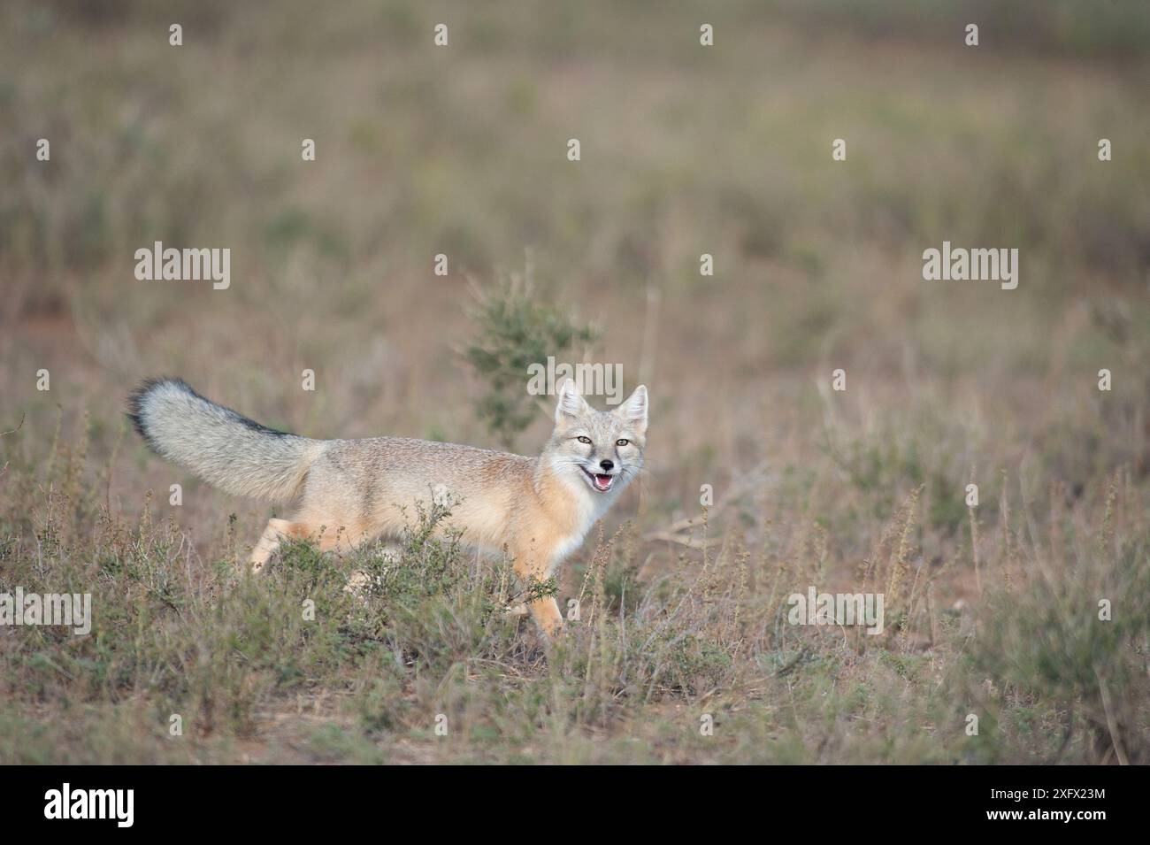 Corsac fox (Vulpes corsac) Mongolia September Stock Photo - Alamy