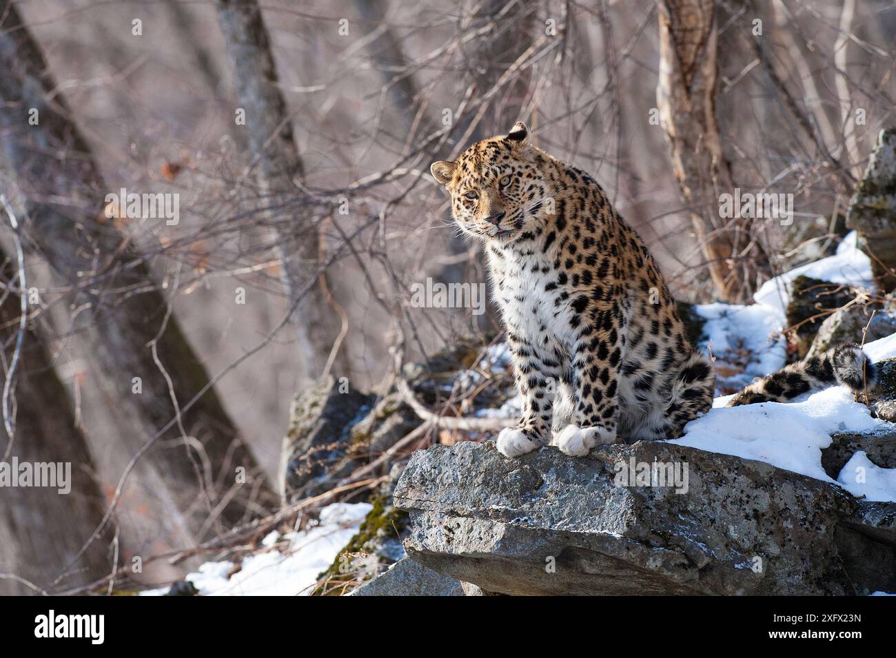 Amur leopard (Panthera pardus orientalis) Land of the Leopard National ...