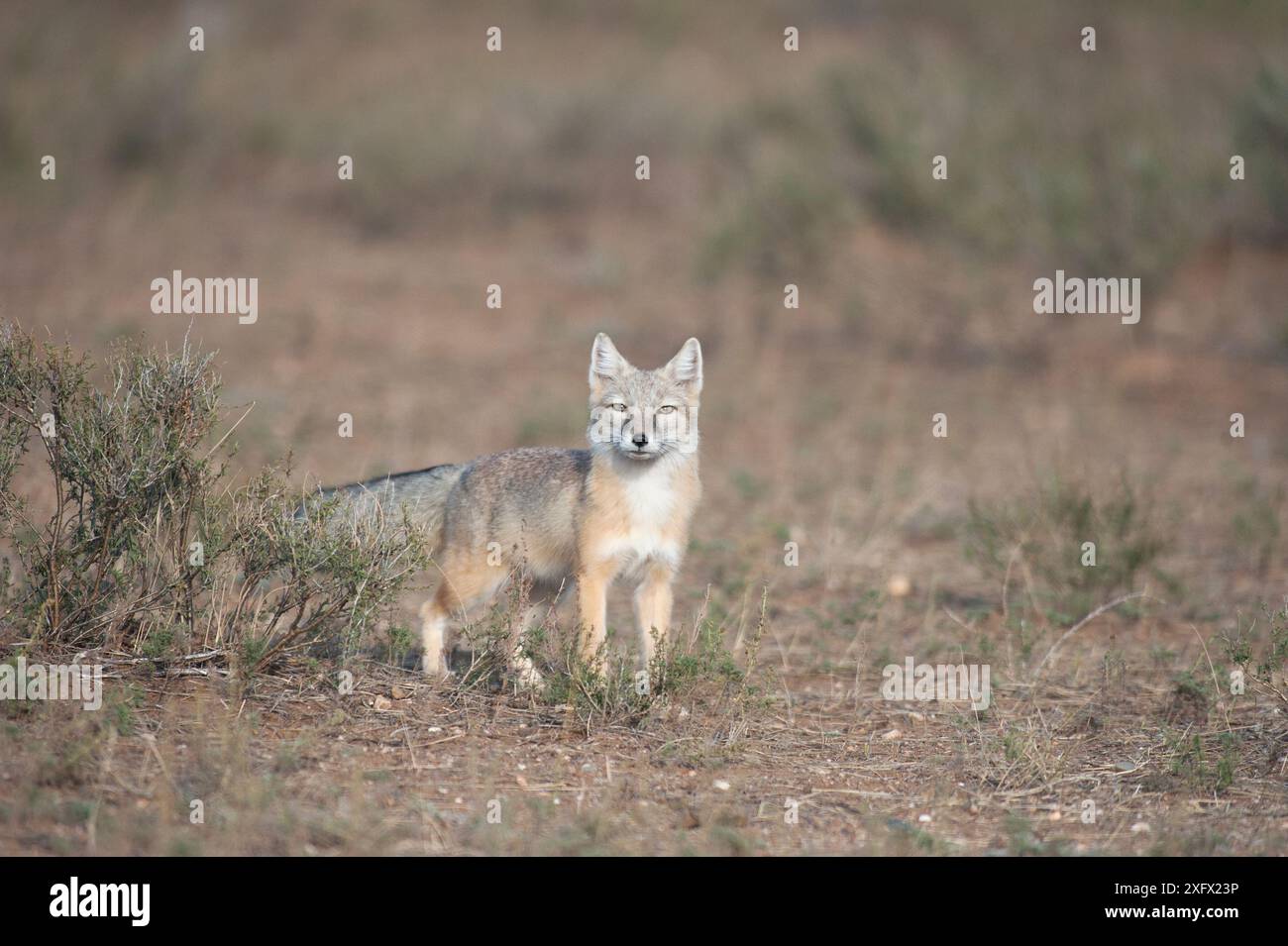 Corsac fox (Vulpes corsac) Mongolia September Stock Photo - Alamy
