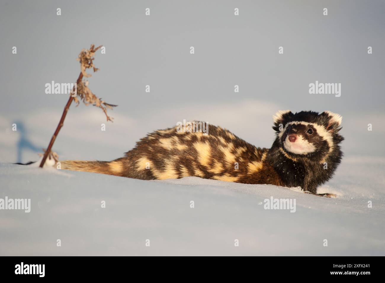 Marbled polecat vormela peregusna hi-res stock photography and images ...