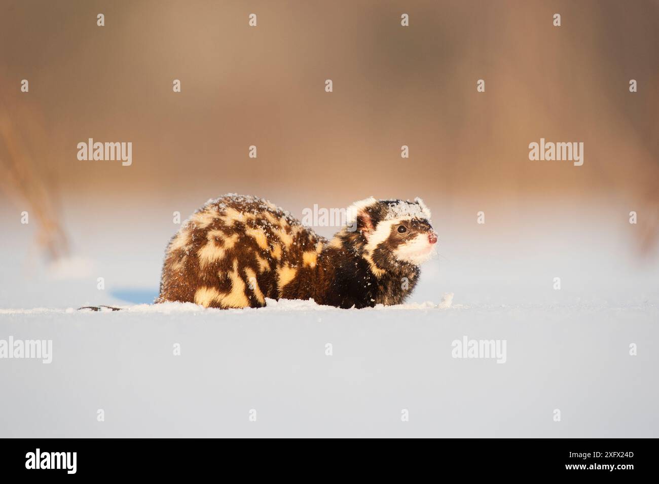 Marbled polecat vormela peregusna hi-res stock photography and images ...