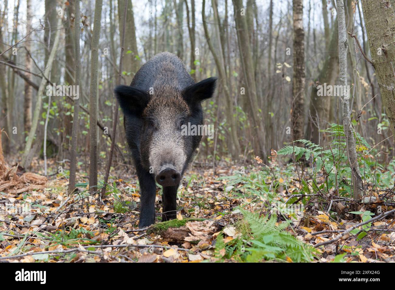 Russian boar hi-res stock photography and images - Alamy