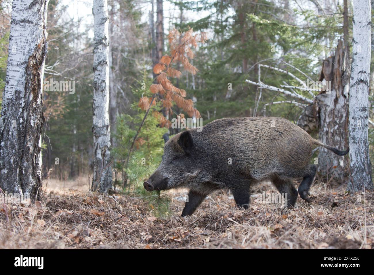 Russian boar hi-res stock photography and images - Alamy