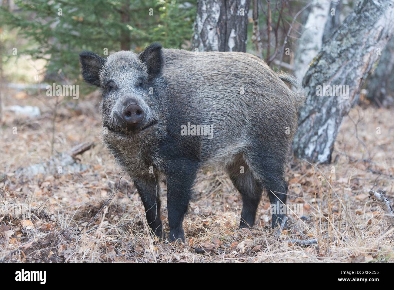 Russian boar hi-res stock photography and images - Alamy