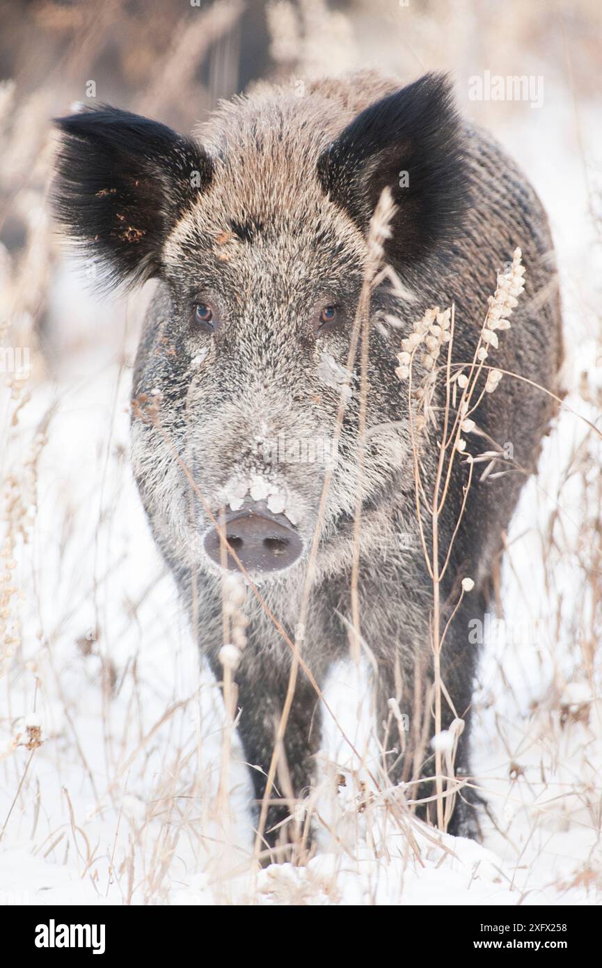Russian boar hi-res stock photography and images - Alamy