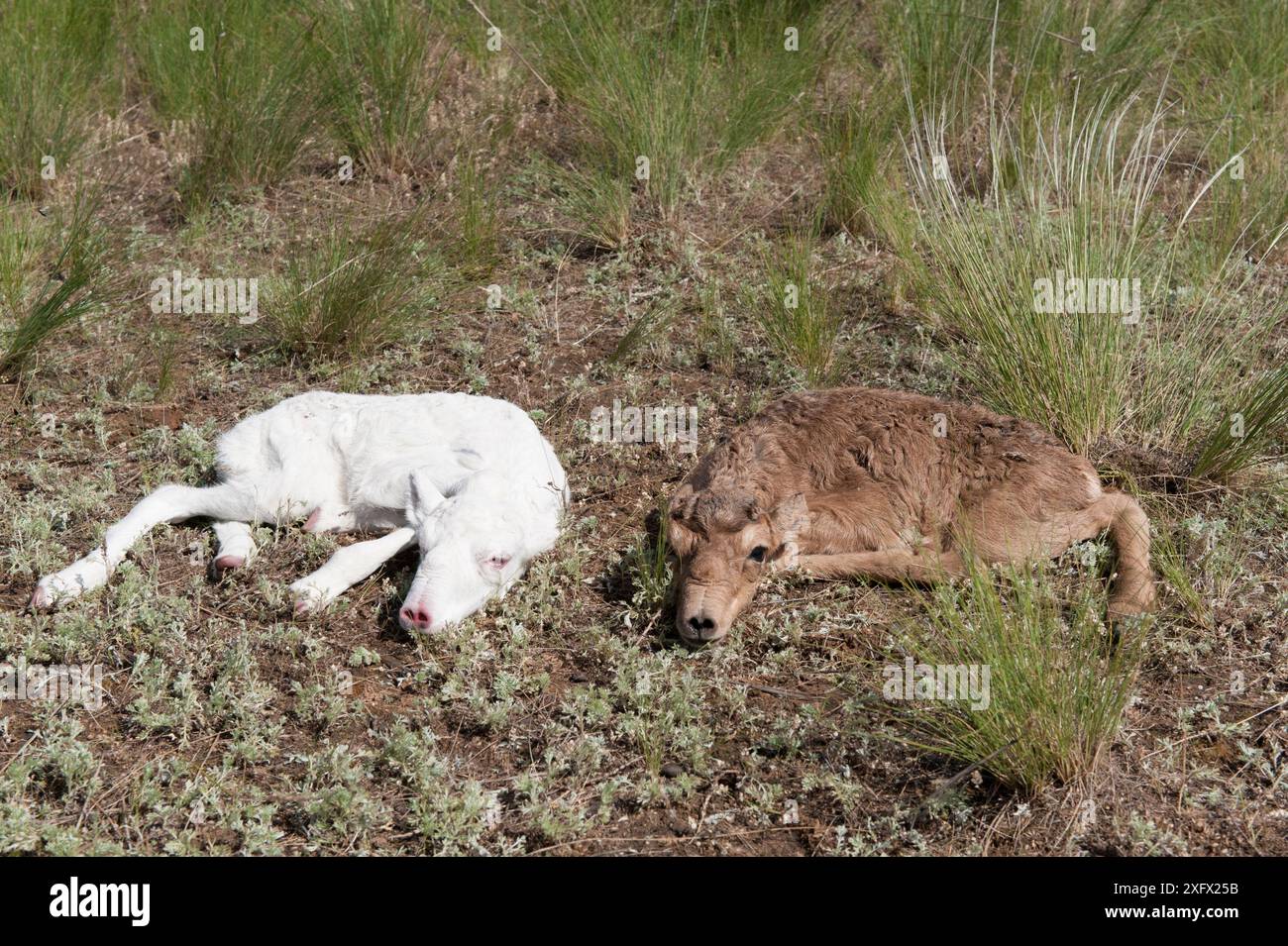 Saiga antelope (Saiga tatarica) albino and normal fawn, Astrakhan ...