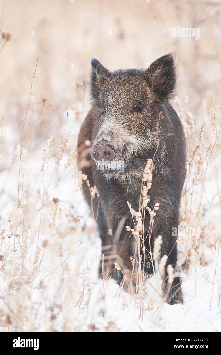 Russian boar hi-res stock photography and images - Alamy