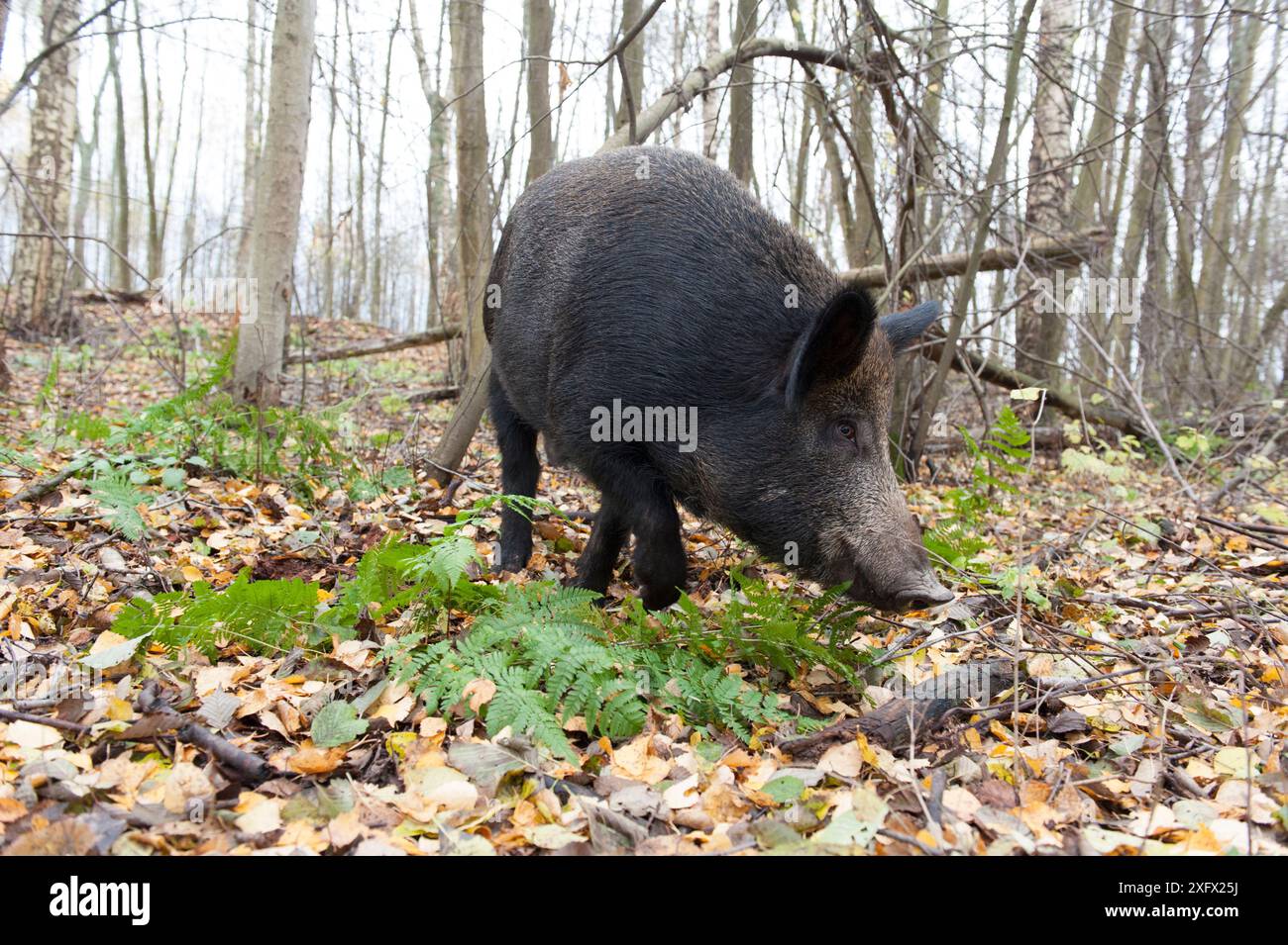 Russian boar hi-res stock photography and images - Alamy