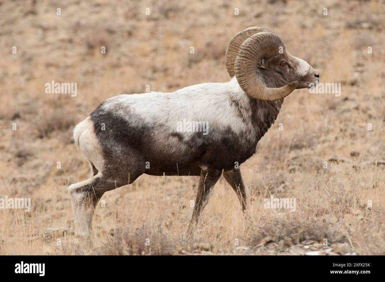 Altai argali sheep (Ovis ammon ammon) Altai Mountains, Mongolia ...